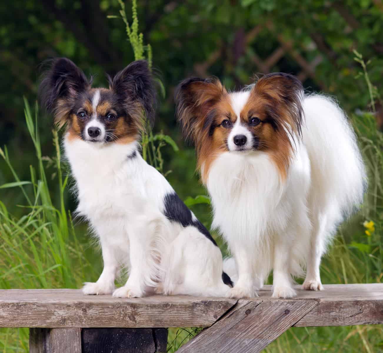 Papillon Dog: An intelligent, friendly, and alert companion - K9 Web