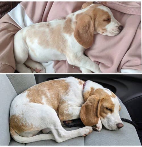 Beagle Colors: The Standard & Rare Beagle Coat Colors - K9 Web