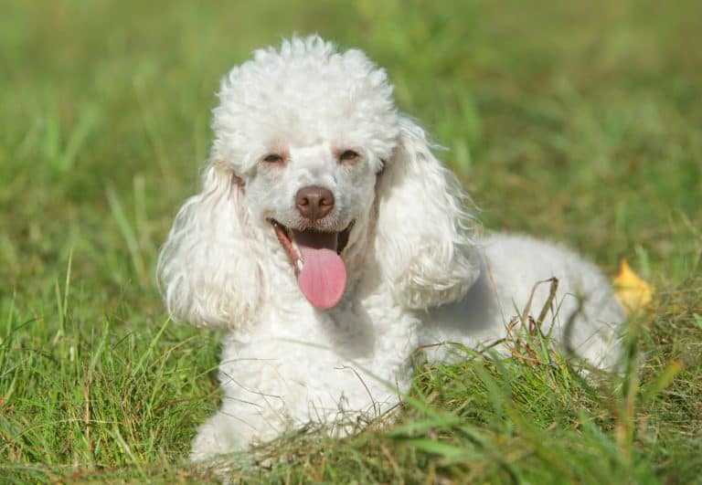 Types of Poodles: 5 Different Types of Poodle Dogs - K9 Web