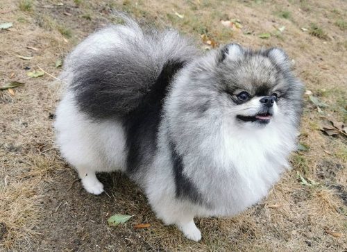Pomeranian Colors: The Standard & Rare Pom Coat Colors - K9 Web