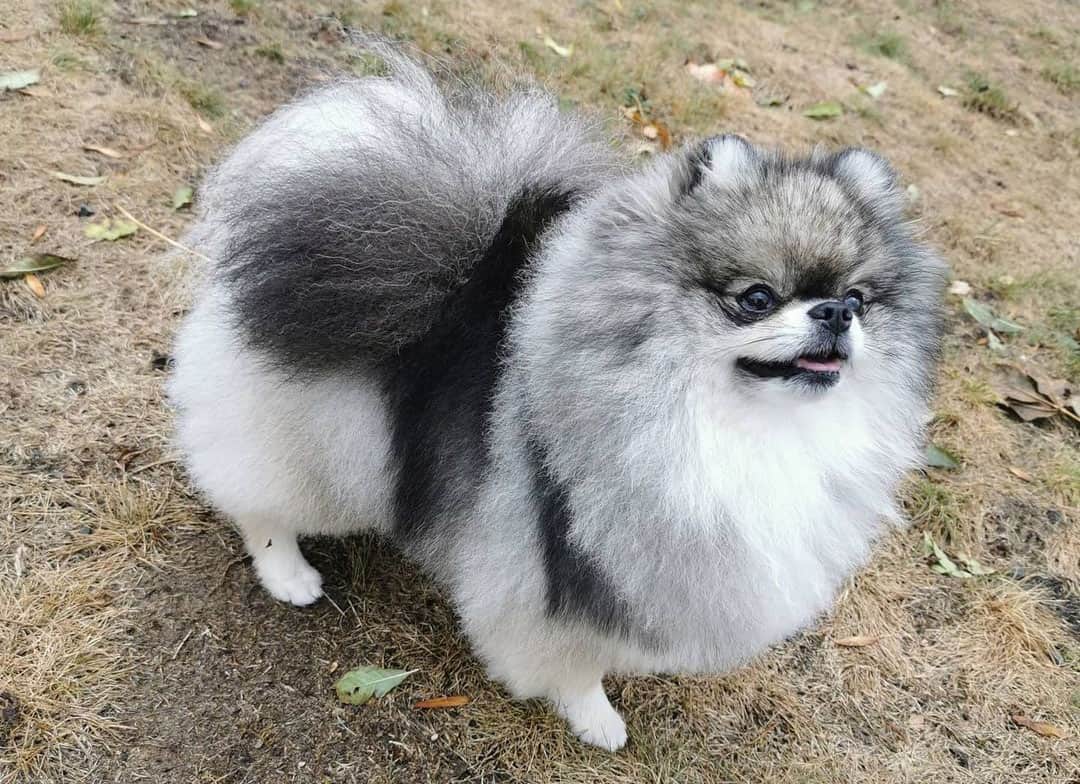 Pomeranian Colors: The Standard & Rare Pom Coat Colors - K9 Web
