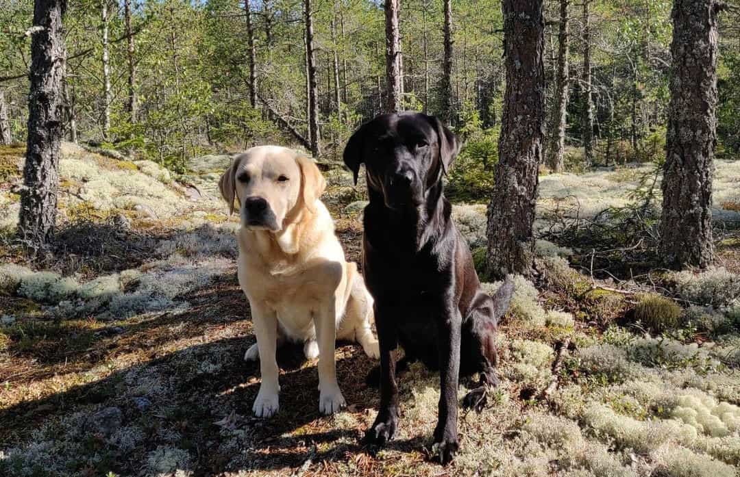 English Lab vs American Lab: Which is the Best For You? - K9 Web