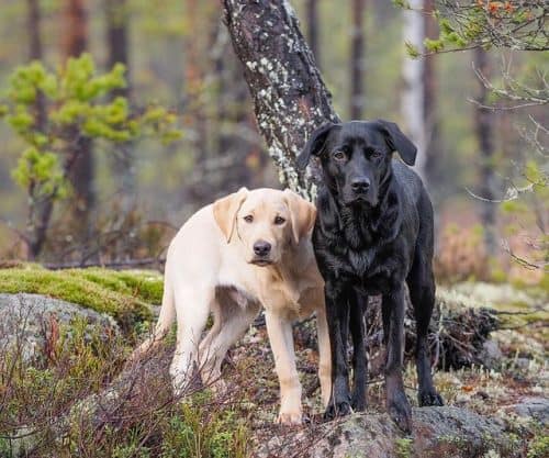 Is the energetic Dachshund Lab mix dog too wild for you? - K9 Web