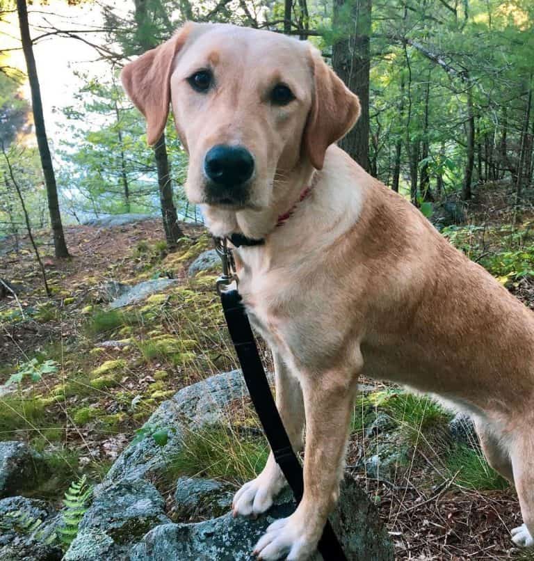 English Lab vs American Lab: Which is the best for you? - K9 Web