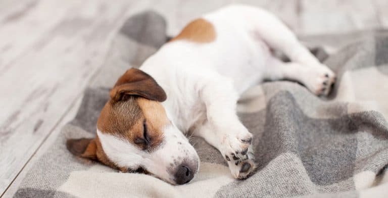 Canine Epilepsy: Understanding dog seizures & how to deal with it - K9 Web