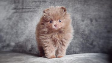 Pomeranian Colors: The Standard & Rare Pom Coat Colors - K9 Web