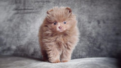 Pomeranian Colors: The Standard & Rare Pom Coat Colors - K9 Web