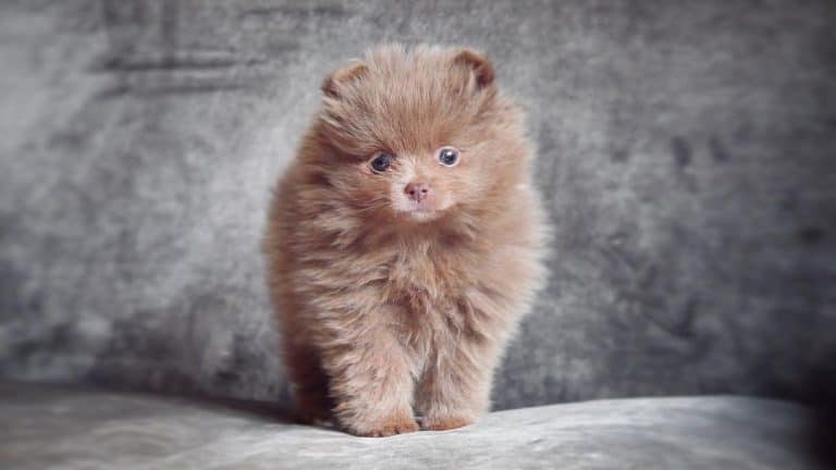 Pomeranian Colors: The Standard & Rare Pom Coat Colors - K9 Web