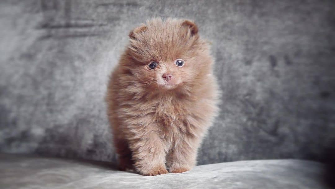 Pomeranian Colors: The Standard & Rare Pom Coat Colors - K9 Web