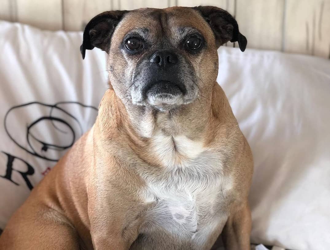 Boxer Mixes: 35 Different Boxer Dog Crossbreeds - K9 Web