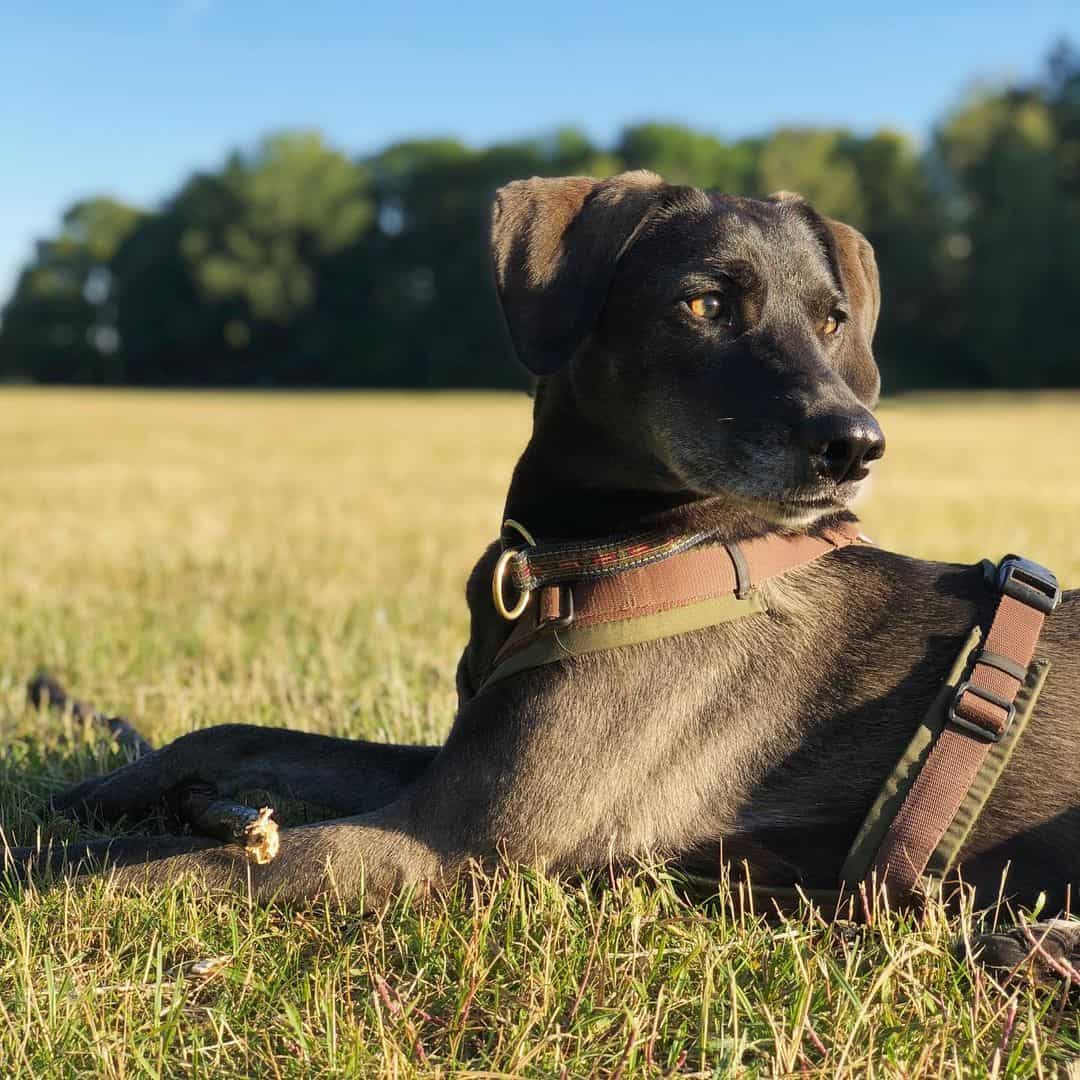 Weimaraner Mixes: 23 Different Weimaraner Crossbreeds - K9 Web