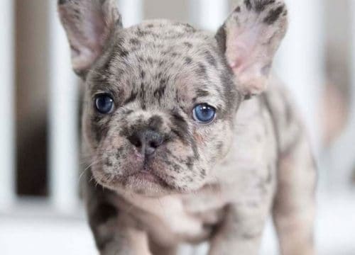 French Bulldog Colors: The Standard & Rare Frenchie Coat Colors - K9 Web