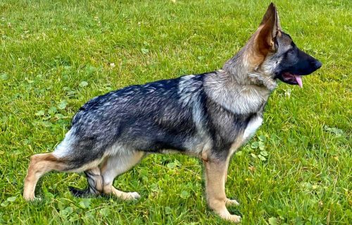 Types of German Shepherds: 5 Different Types of GSDs - K9 Web
