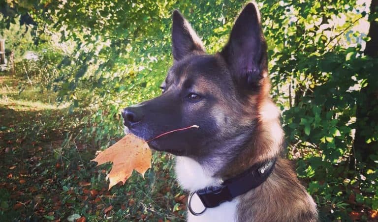 Akita Mixes: 25 Different Akita Inu Crossbreeds - K9 Web