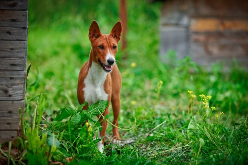 Basenji Mixes: 21 Different Basenji Crossbreeds - K9 Web