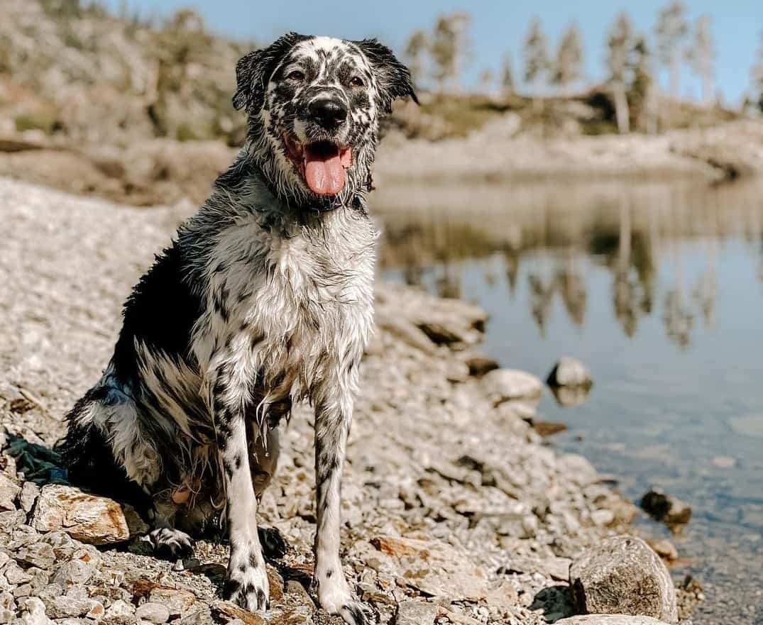 Dalmatian Mixes: 27 Different Dalmatian Crossbreeds - K9 Web