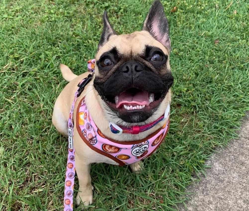 Pug Mixes: 37 Different Pug Crossbreeds - K9 Web