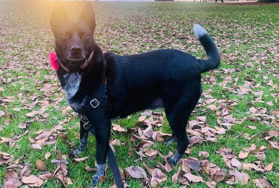 Basenji Mixes: 21 Different Basenji Crossbreeds - K9 Web