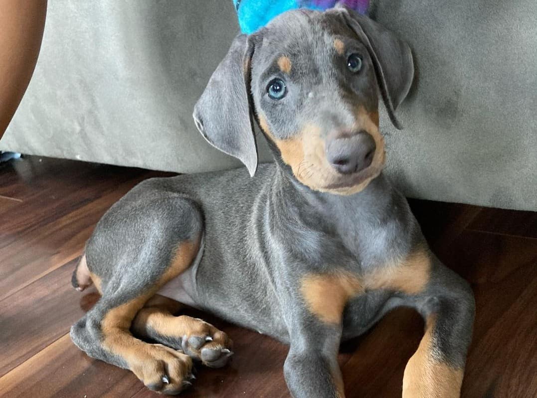 The Blue Doberman: How to care for the Tax Collector’s Dog - K9 Web
