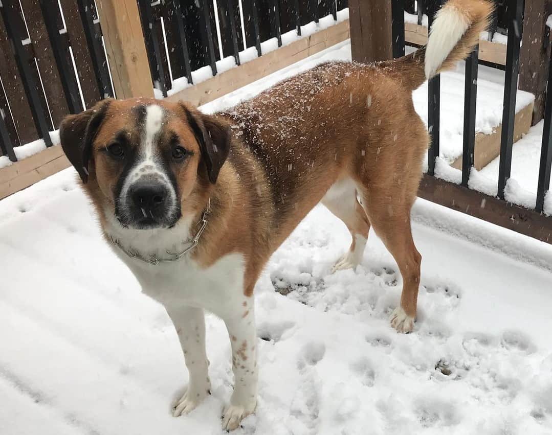 Great Dane Mixes: 35 Different Great Dane Crossbreeds - K9 Web