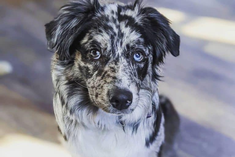 Australian Shepherd Colors: The Standard & Rare Aussie Coat Colors - K9 Web