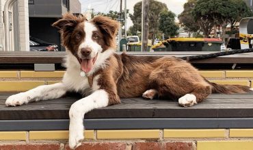 Australian Shepherd Colors: The Standard & Rare Aussie Coat Colors - K9 Web