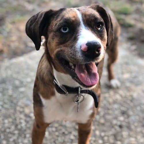 Boxer Mixes: 35 Different Boxer Dog Crossbreeds - K9 Web