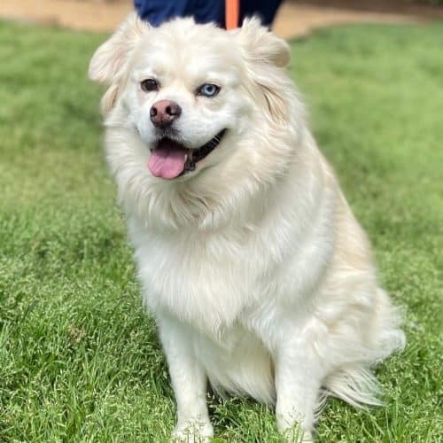 Pug Mixes: 37 Different Pug Crossbreeds - K9 Web