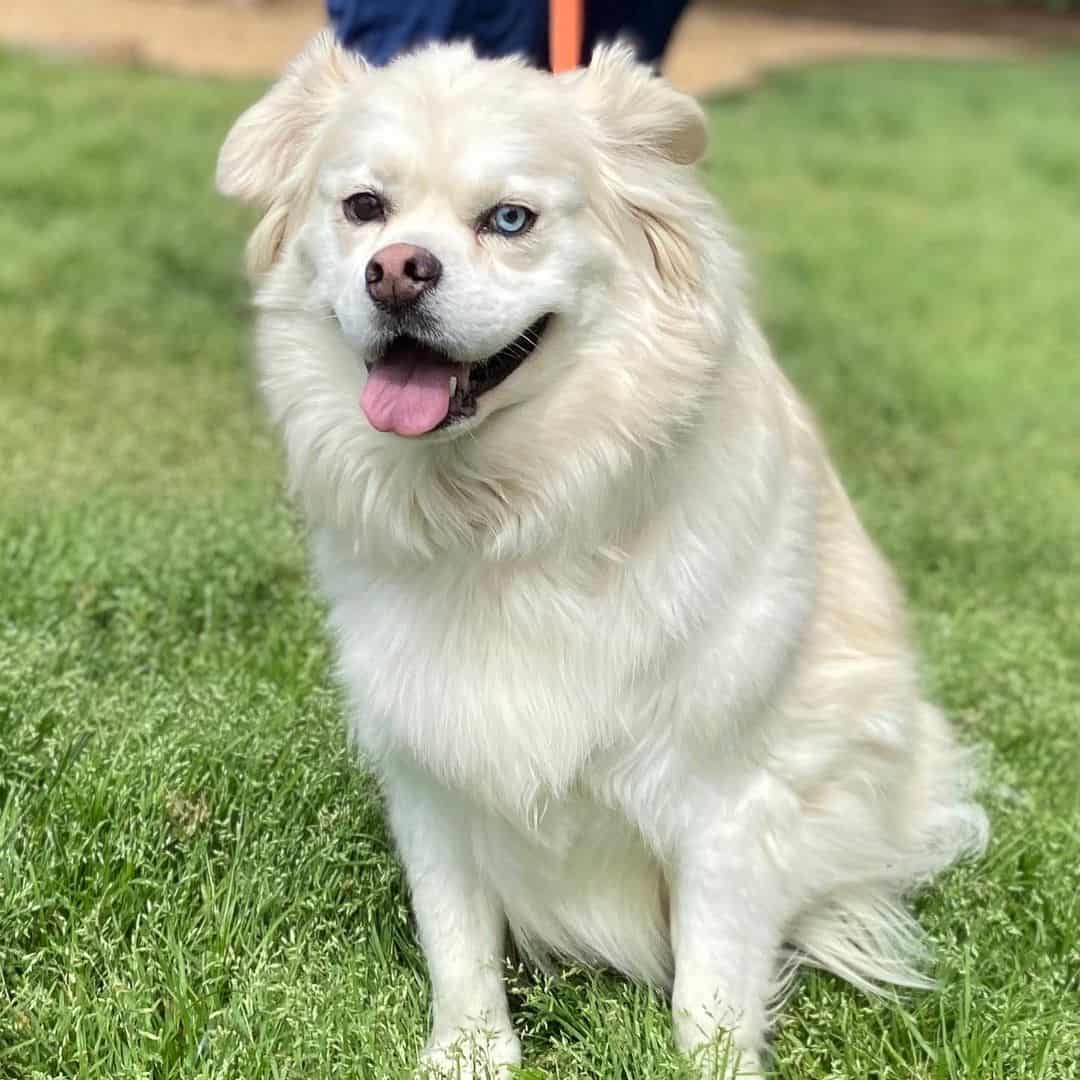 Pug Mixes: 37 Different Pug Crossbreeds - K9 Web