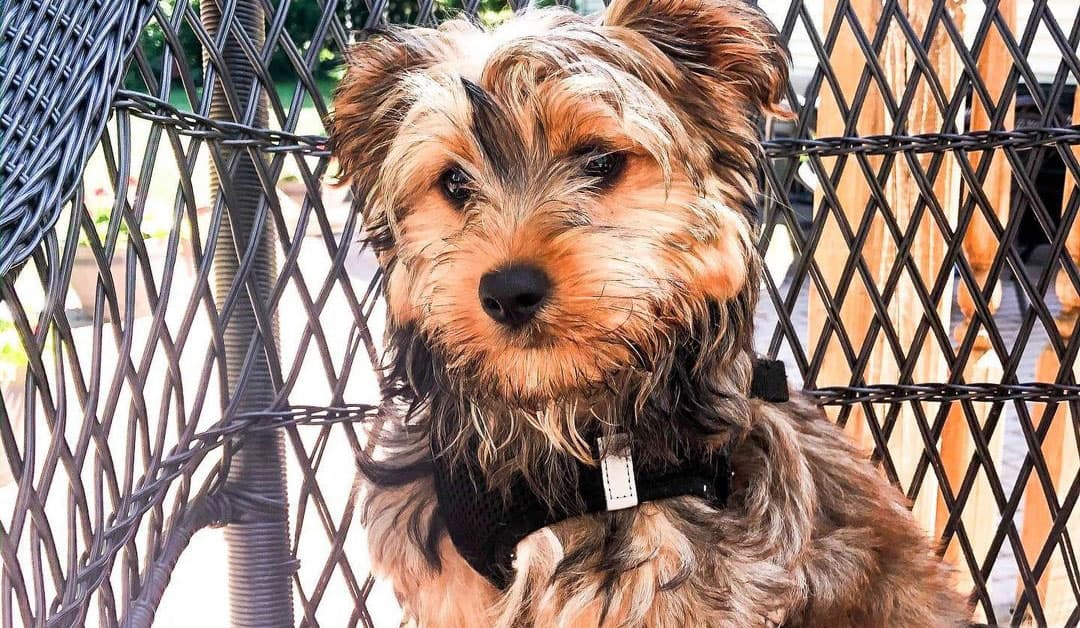 Yorkie Mixes: 40 Different Yorkshire Terrier Crossbreeds - K9 Web
