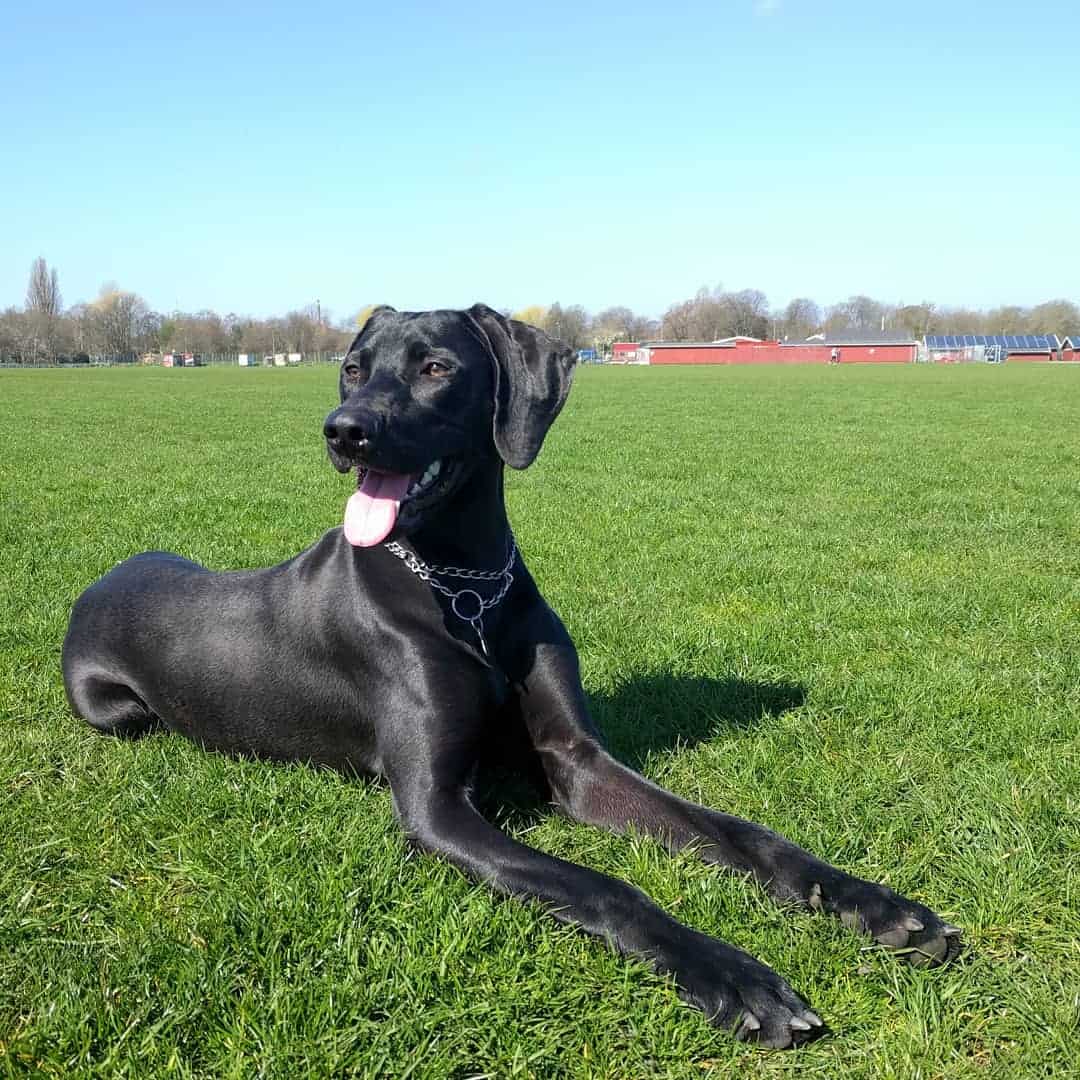 Weimaraner Mixes: 23 Different Weimaraner Crossbreeds - K9 Web