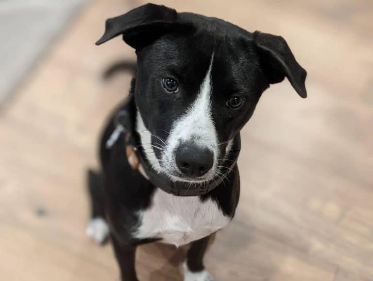 Basenji Mixes: 21 Different Basenji Crossbreeds - K9 Web