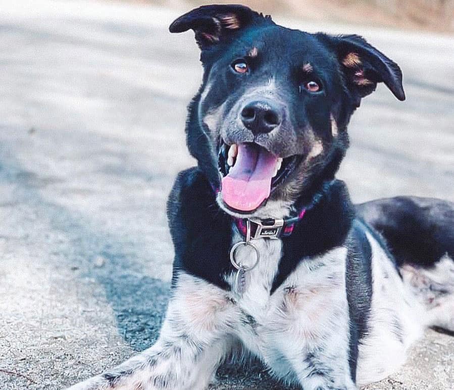 Akita Mixes: 25 Different Akita Inu Crossbreeds - K9 Web