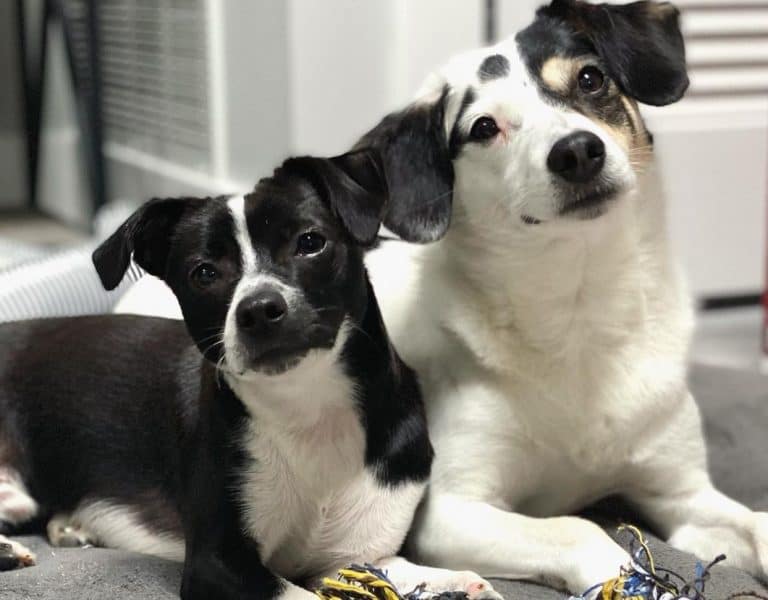 Jackabee: Ultimate Guide to Owning the Lovable Jack Russell Beagle Mix ...