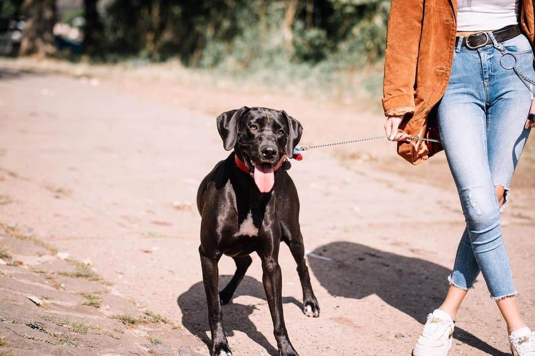 Weimaraner Mixes: 23 Different Weimaraner Crossbreeds - K9 Web