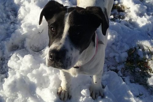Boxer Mixes: 35 Different Boxer Dog Crossbreeds - K9 Web