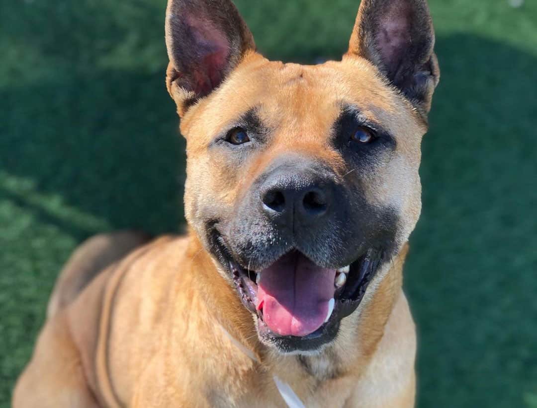 Akita Mixes: 25 Different Akita Inu Crossbreeds - K9 Web