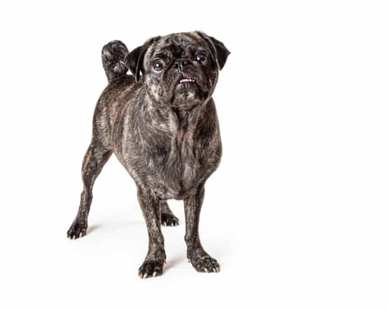 Pug Colors: The Standard & Rare Pug Coat Colors - K9 Web