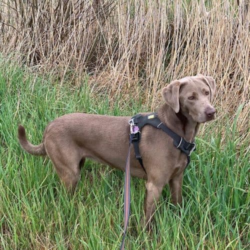 Weimaraner Mixes: 23 Different Weimaraner Crossbreeds - K9 Web