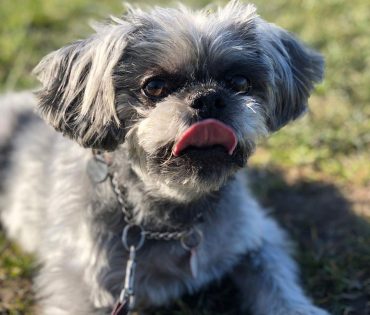 Yorkie Mixes: 40 Different Yorkshire Terrier Crossbreeds - K9 Web