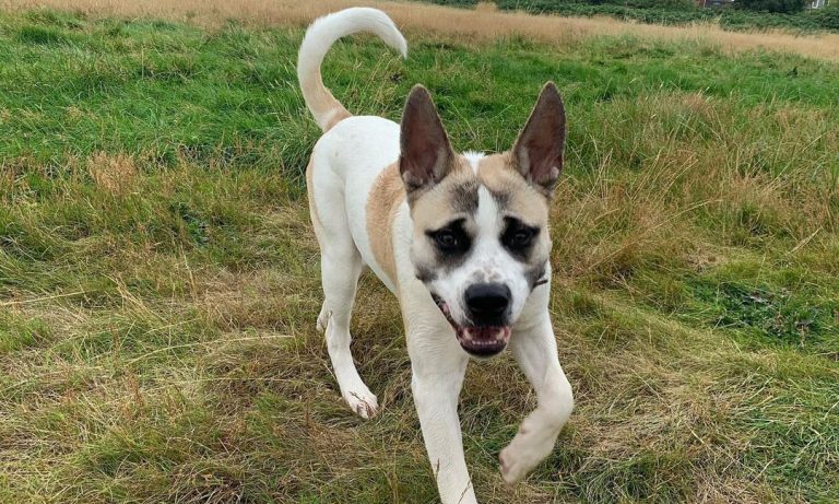 Akita Mixes: 25 Different Akita Inu Crossbreeds - K9 Web