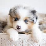 Which Pomeranian Mix is the Best One For You? - K9 Web