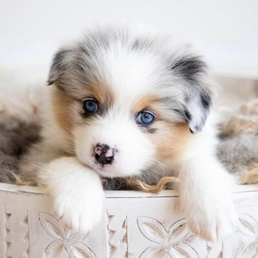 Which Pomeranian Mix is the Best One For You? - K9 Web