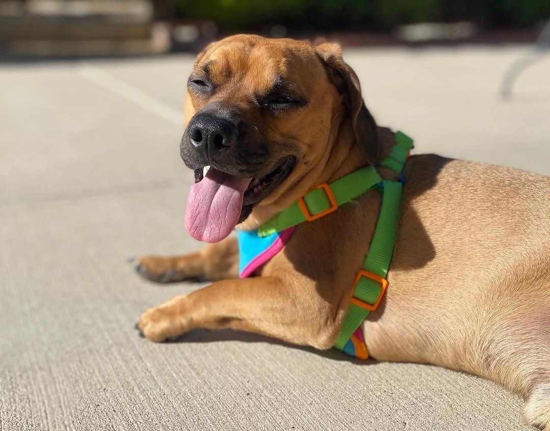 Pug Mixes: 37 Different Pug Crossbreeds - K9 Web