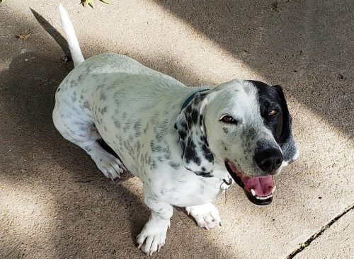 Dalmatian Mixes: 27 Different Dalmatian Crossbreeds - K9 Web