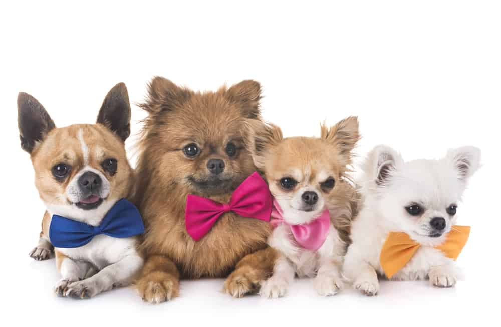 200+ Best Small Dog Names For Your Tiny Pup - K9 Web