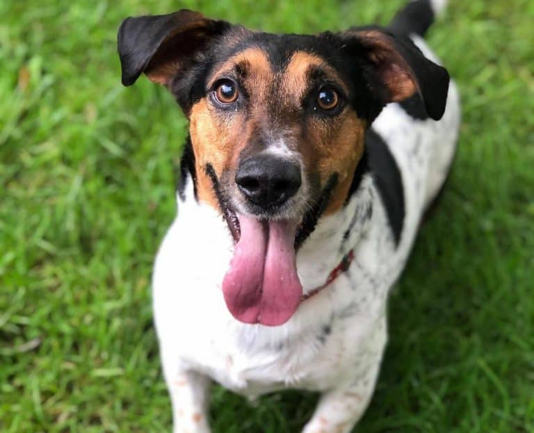 Jackabee: Ultimate Guide to Owning the Lovable Jack Russell Beagle Mix ...