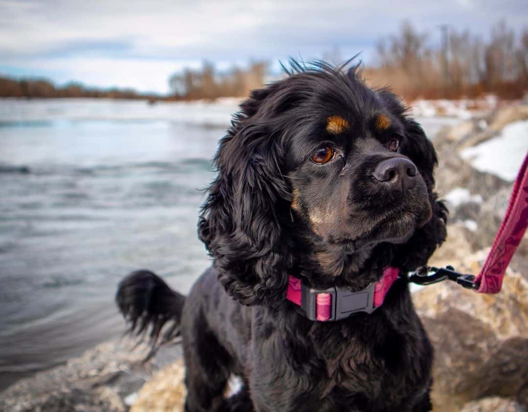 Pomeranian Mixes: 39 Different Pom Crossbreeds - K9 Web