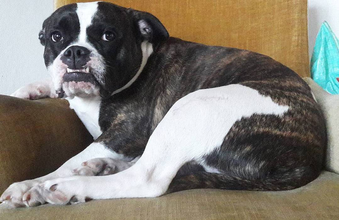Boxer Mixes: Which Boxer Mix Is the Perfect Dog for You? - K9 Web