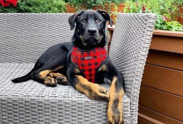 Great Dane Mixes: 35 Different Great Dane Crossbreeds - K9 Web